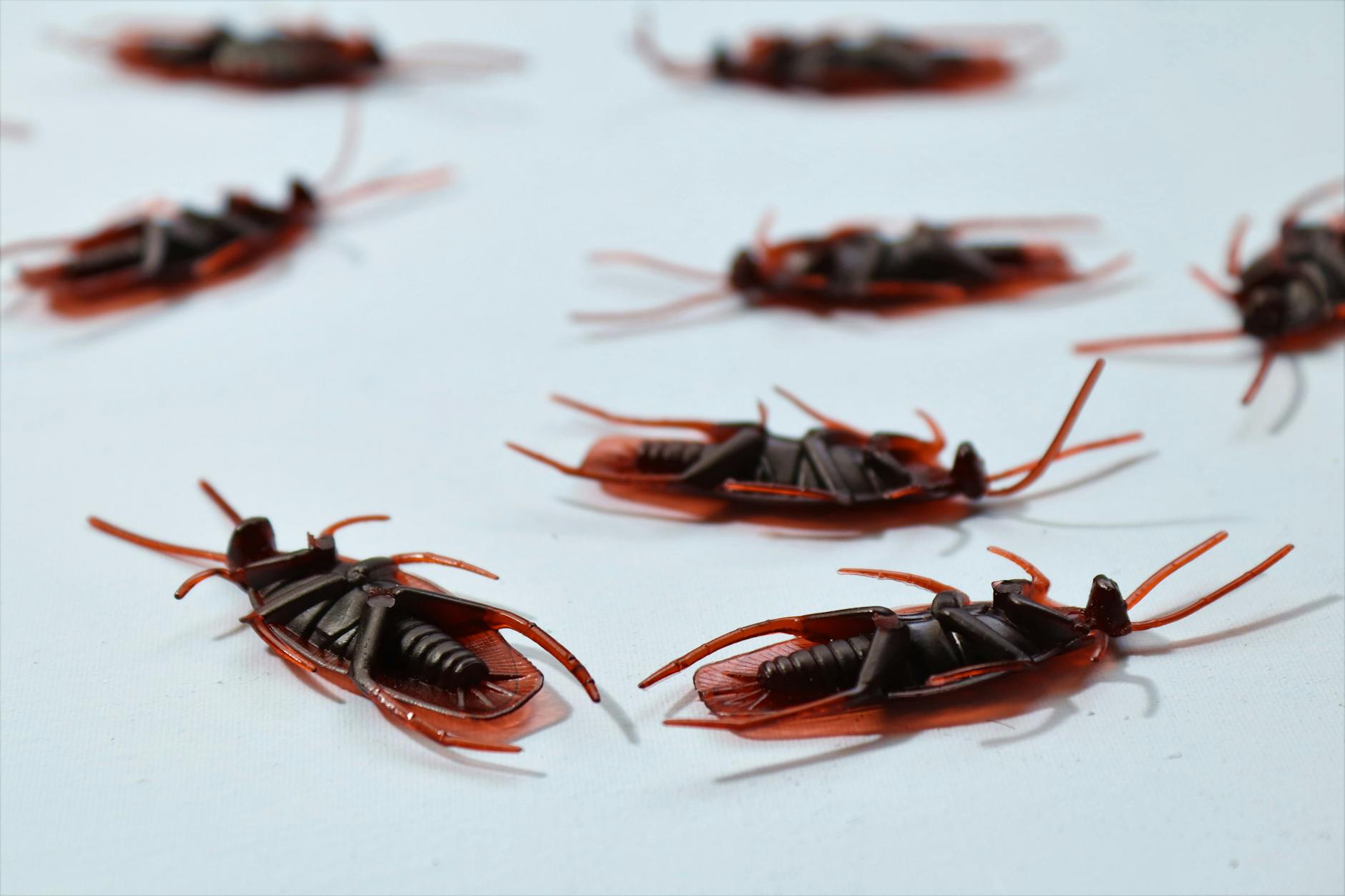 Filipino Virtual Assistants for Pest Control | Armasourcing